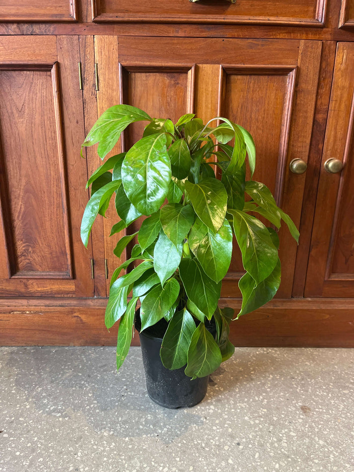 Schefflera Alpine junior (Umbrella Tree)