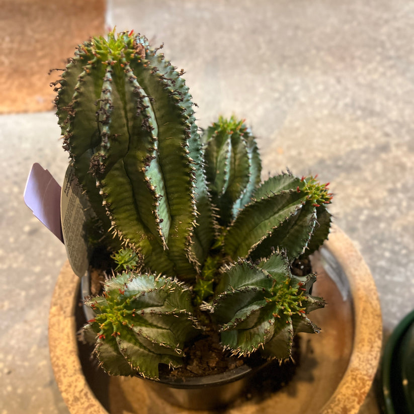 Euphorbia polygona – Plantonica