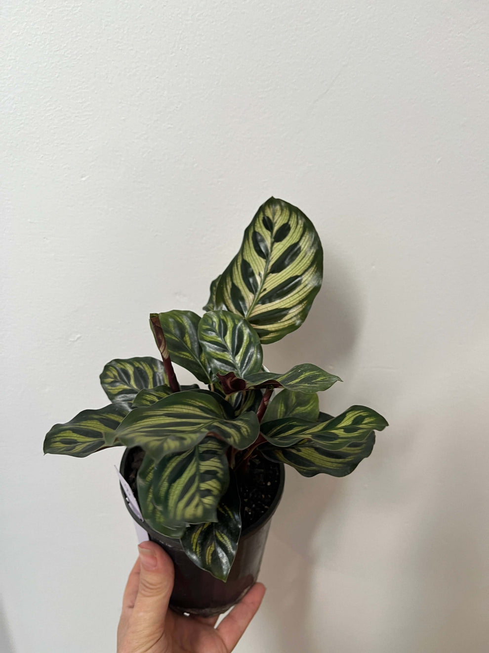 Calathea Makoyana – Plantonica