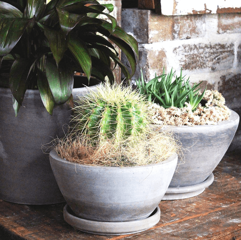 Eurocotta Planter Bowl - Basalt – Plantonica