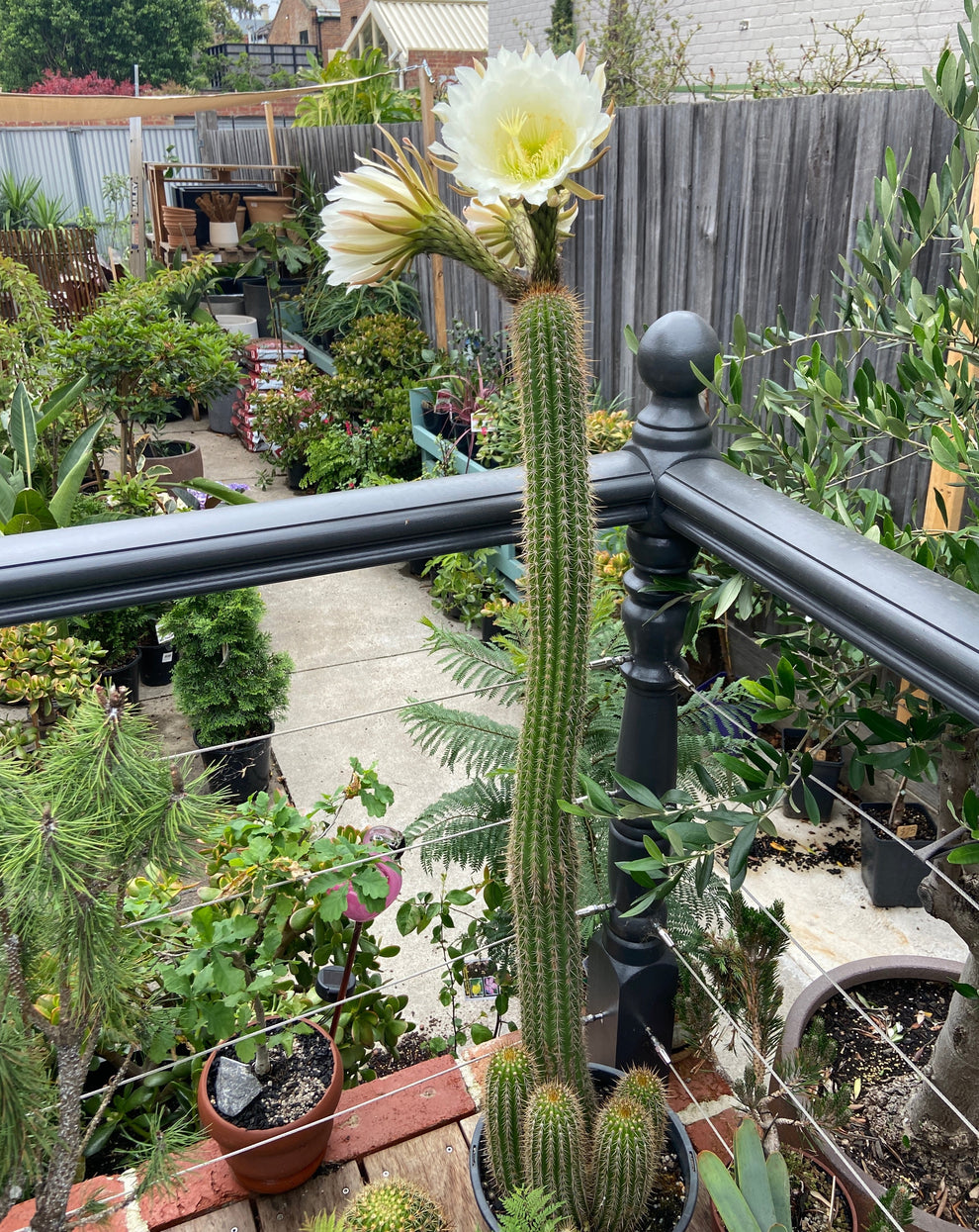 Golden Torch Cactus (Echinopsis spachiana) – Plantonica