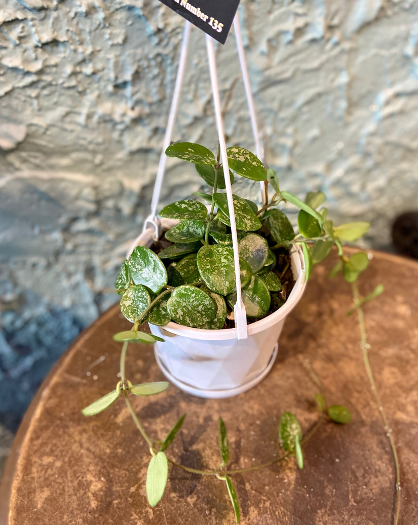 Hoya Mathilde Splash – Plantonica