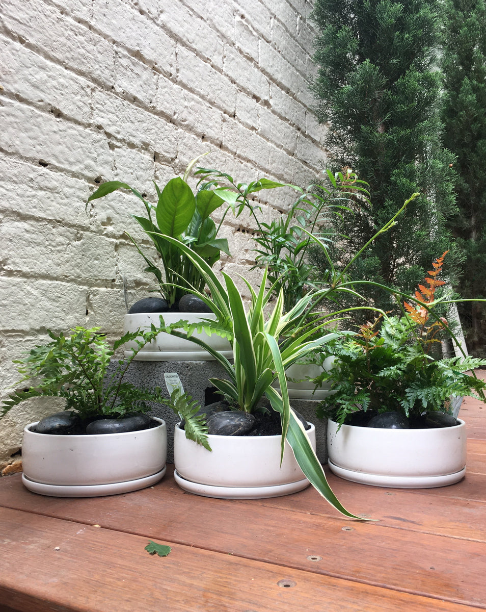 Medium planters - various plants